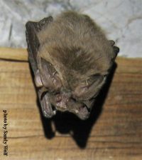 Bats - Colossal Cave Mountain Park