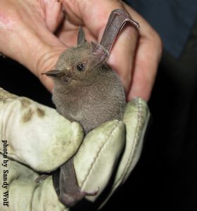Bats - Colossal Cave Mountain Park